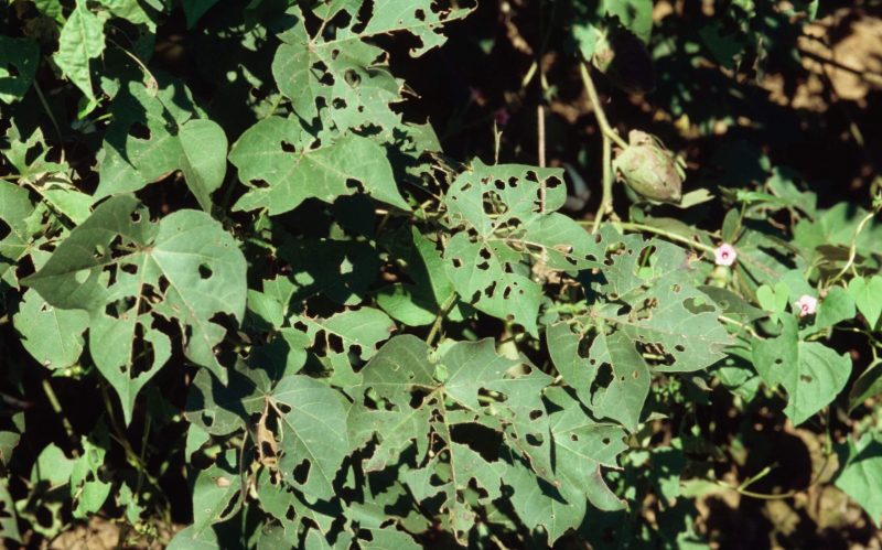 Discover how to identify and control Spodoptera litura infestation