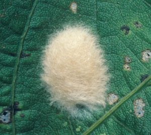 Discover how to identify and control Spodoptera litura infestation
