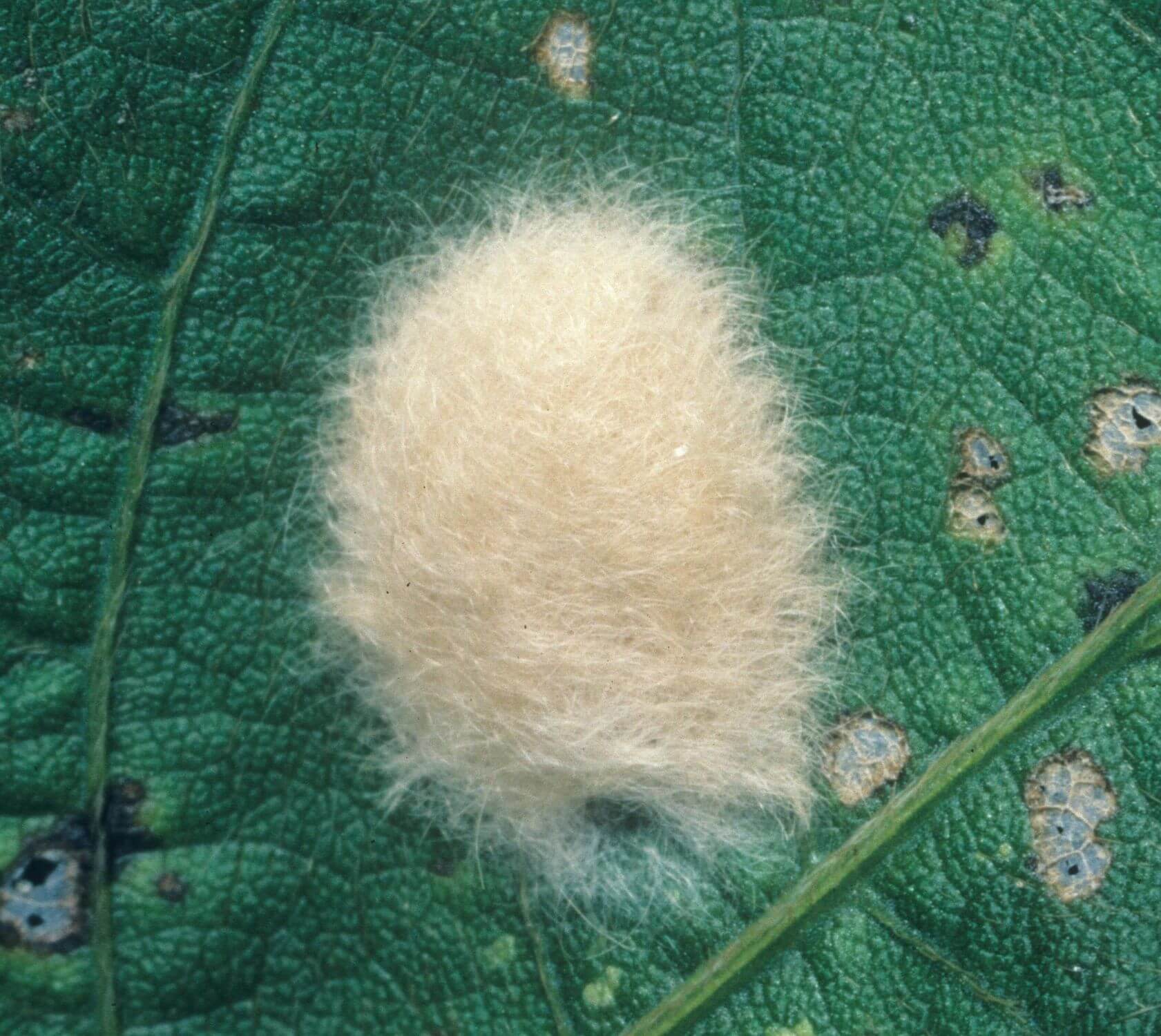Discover how to identify and control Spodoptera litura infestation