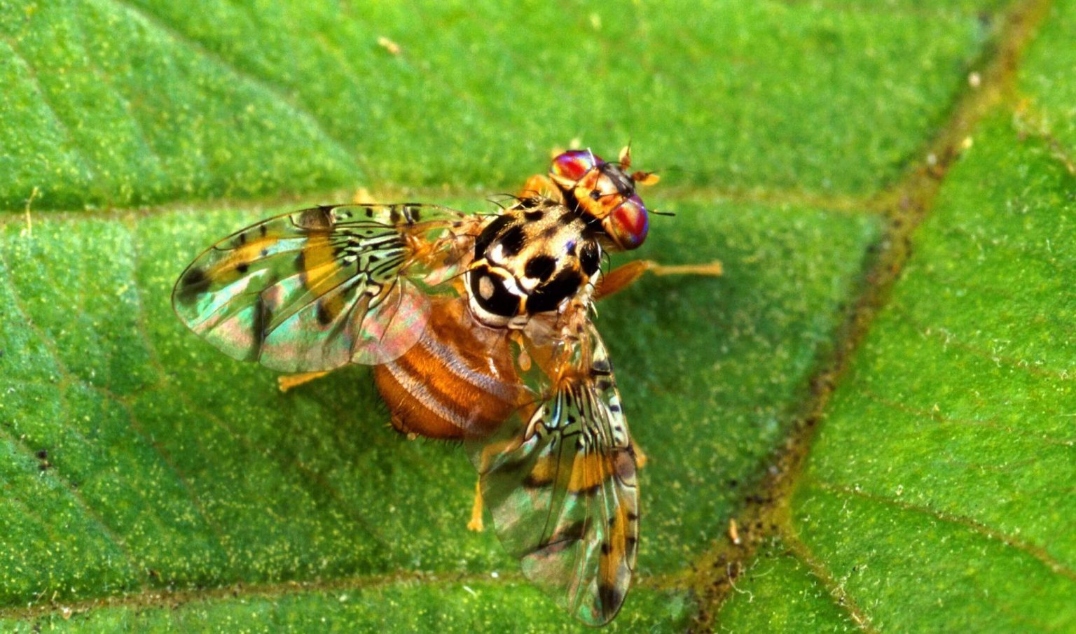 Understanding fruit flies: Identifying types, preventing damage, and ...
