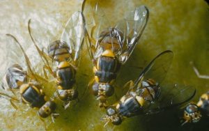 Understanding fruit flies: Identifying types, preventing damage, and ...