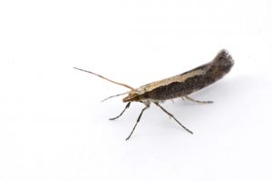 Managing the diamondback moth: Effective pest control strategies