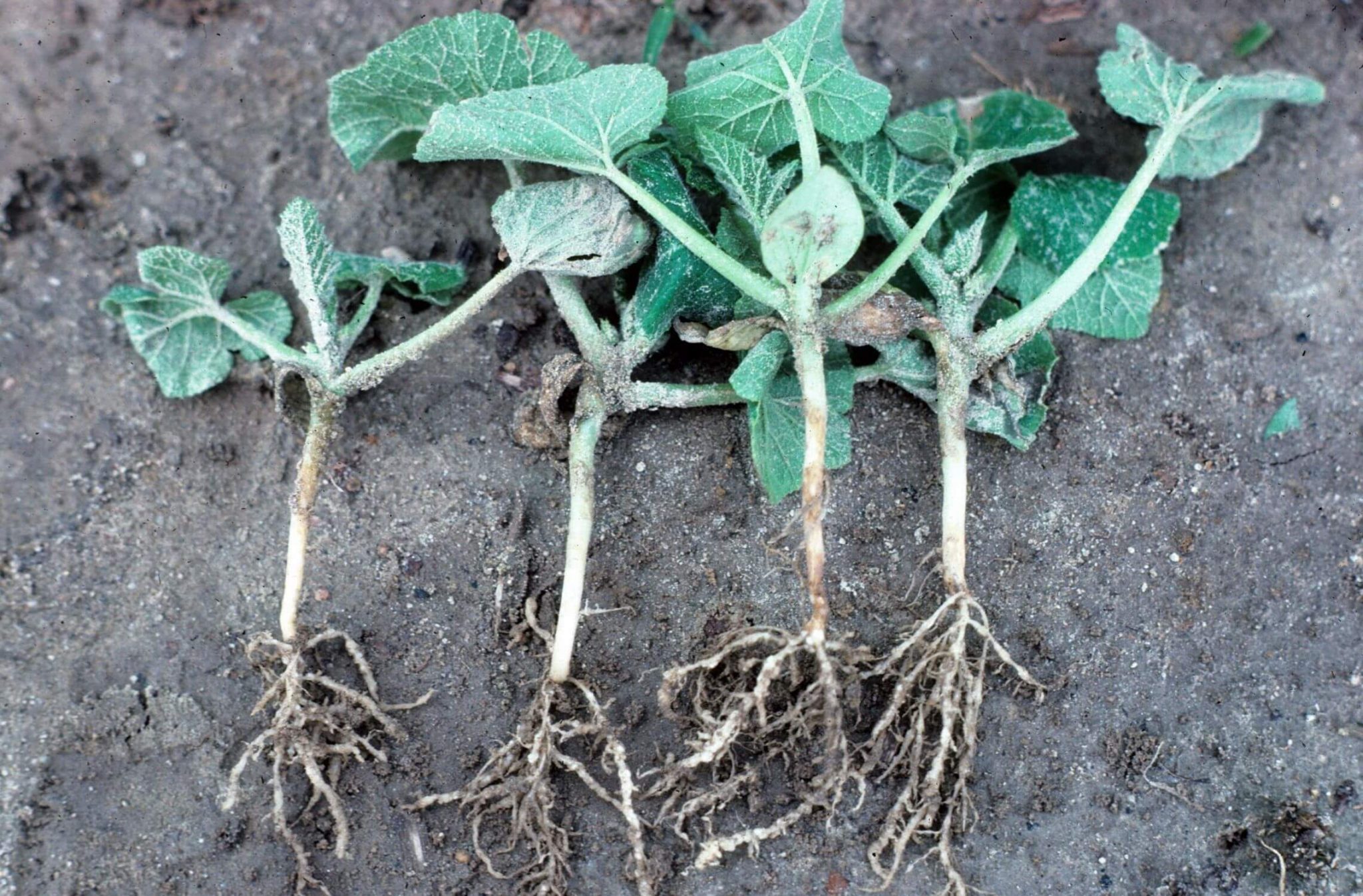 Root-knot nematodes: Impact, detection & sustainable control methods