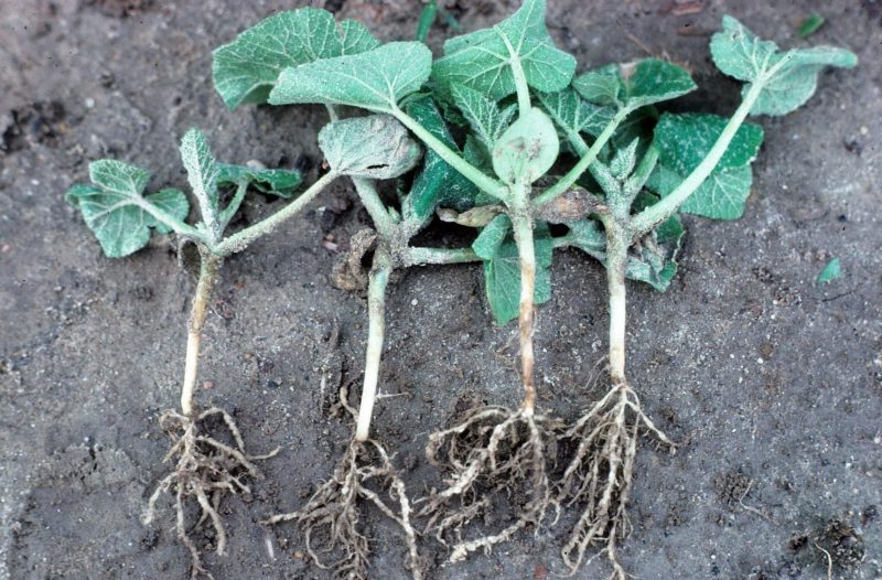 Root-knot nematodes: Impact, detection & sustainable control methods