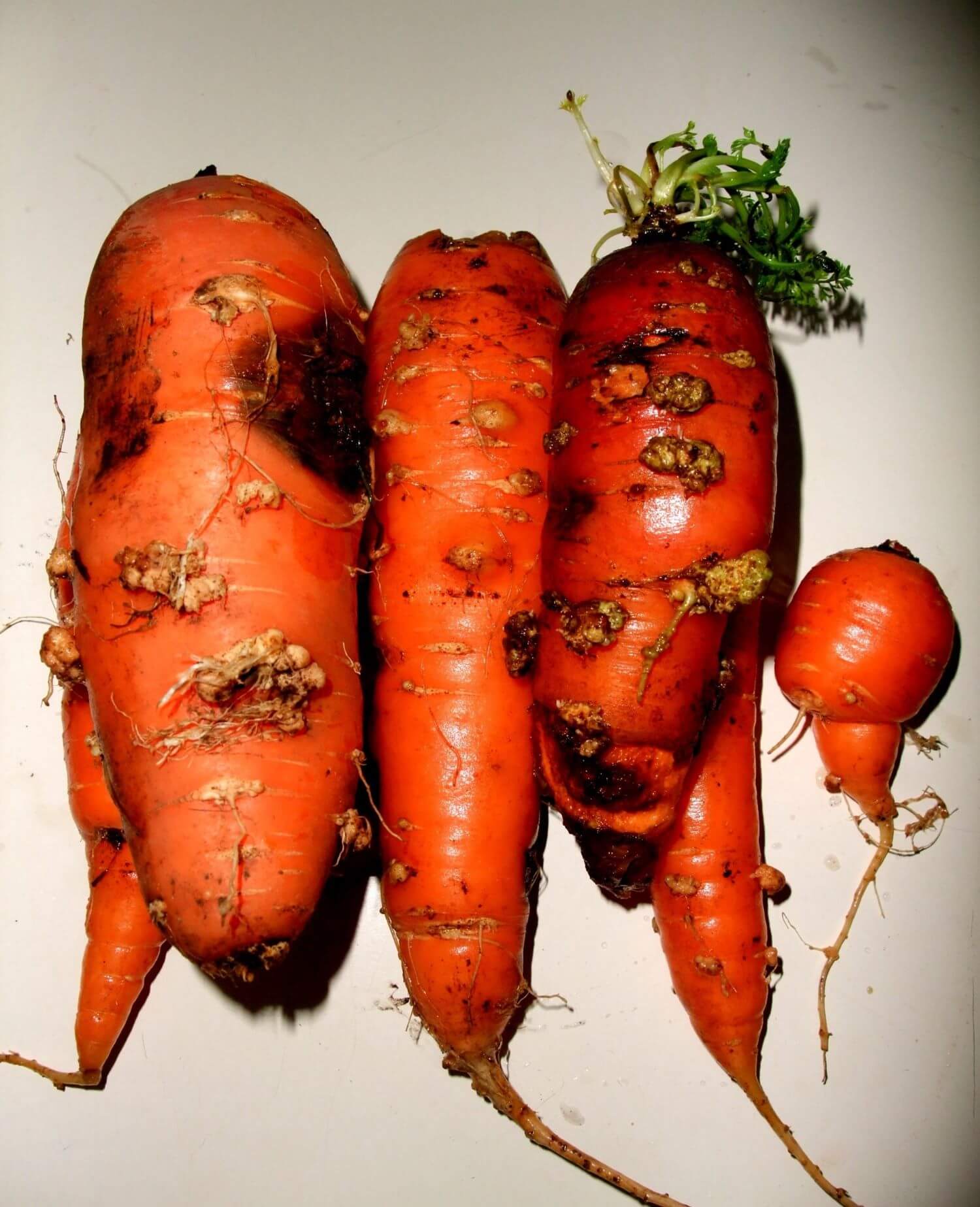 Root-knot nematodes: Impact, detection & sustainable control methods