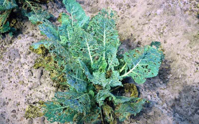 Managing the diamondback moth: Effective pest control strategies