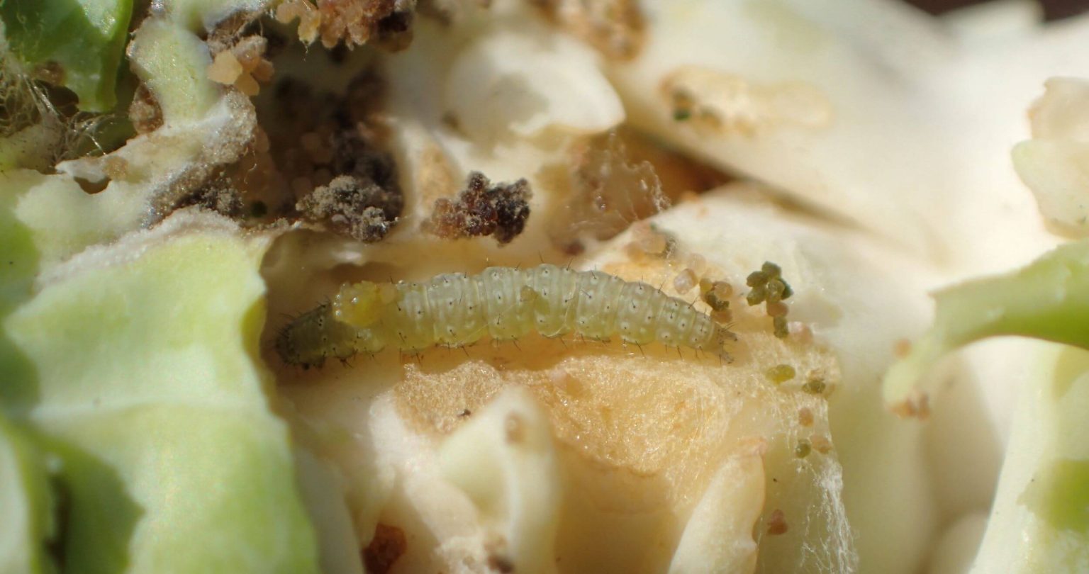 Managing the diamondback moth: Effective pest control strategies