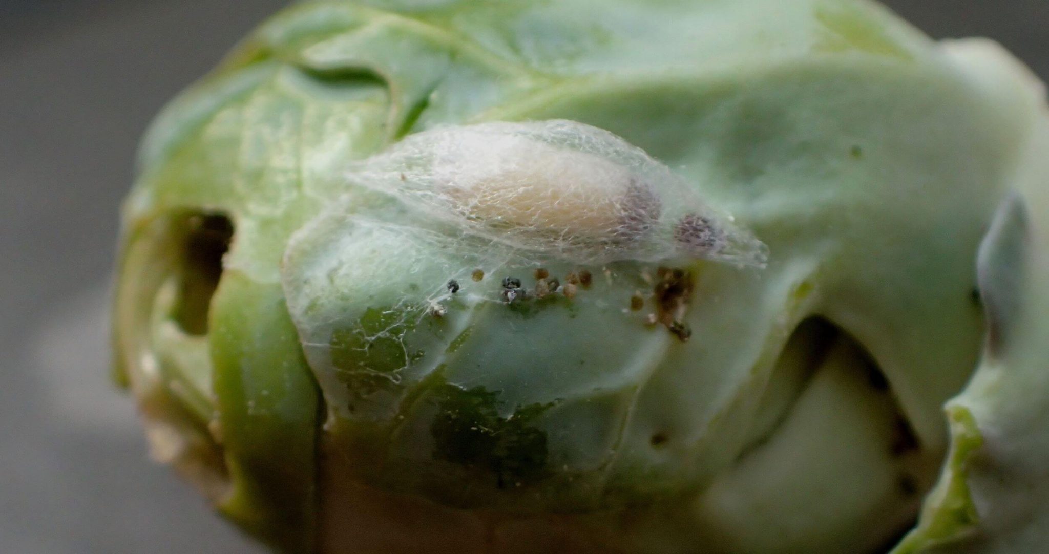 Managing the diamondback moth: Effective pest control strategies