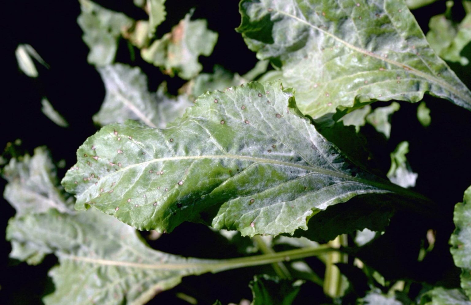 Powdery mildew control: identification, prevention & treatment tips