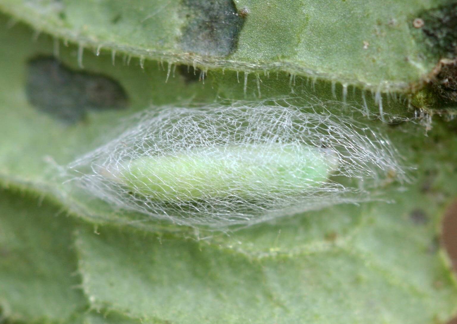 Managing the diamondback moth: Effective pest control strategies