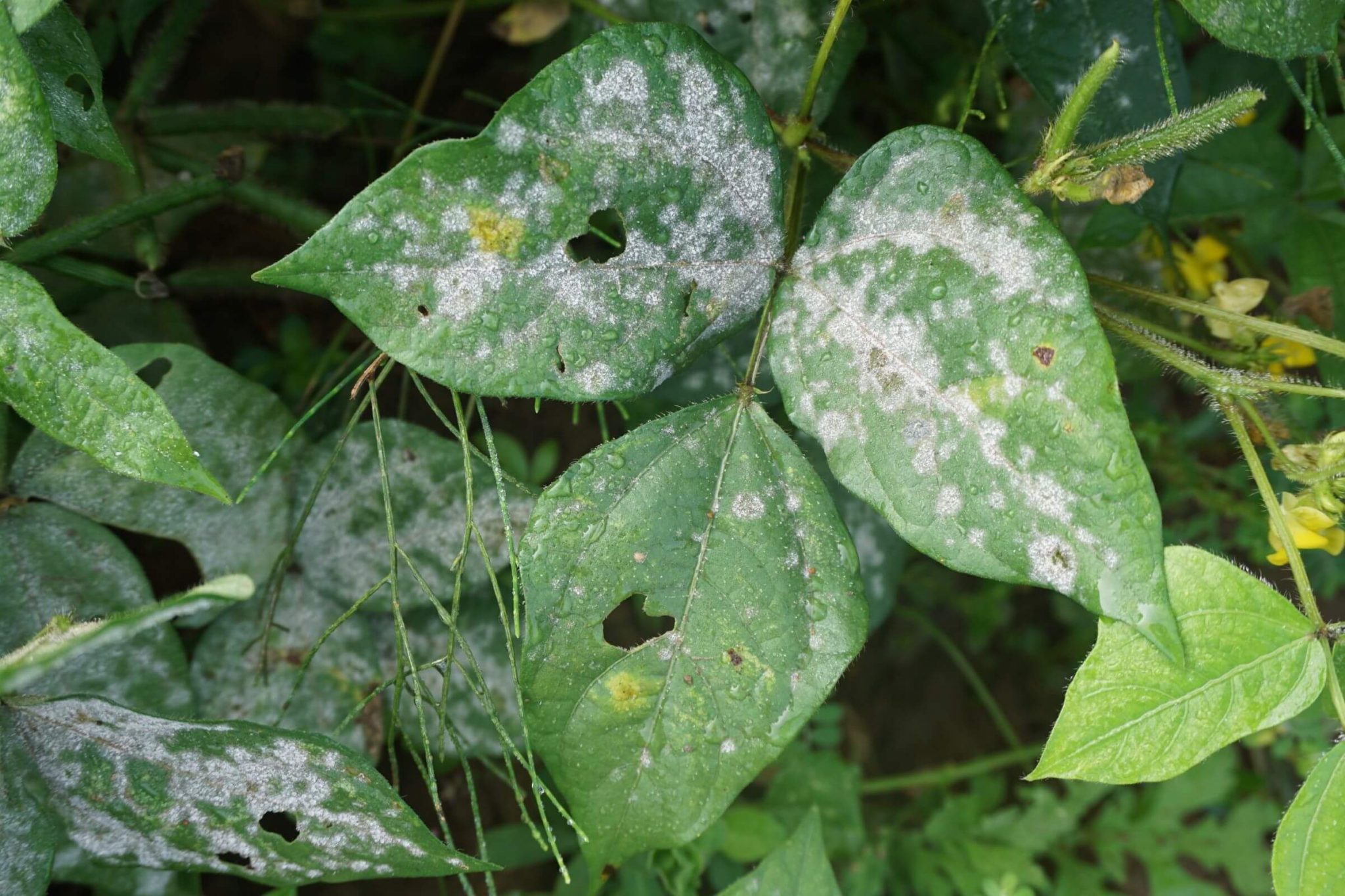 Powdery mildew control: identification, prevention & treatment tips