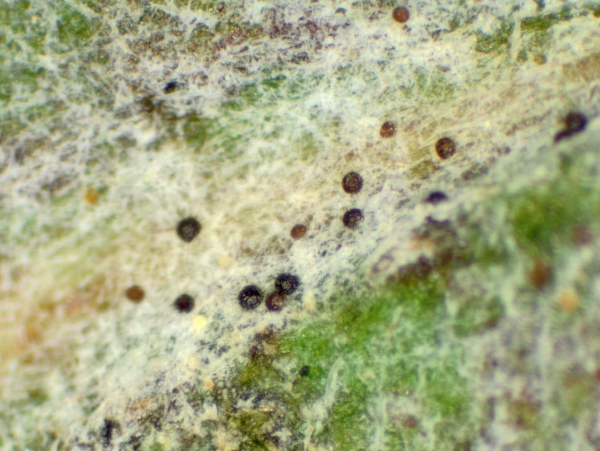 Powdery mildew control: identification, prevention & treatment tips