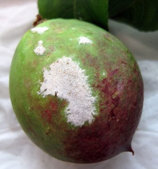 Powdery mildew control: identification, prevention & treatment tips