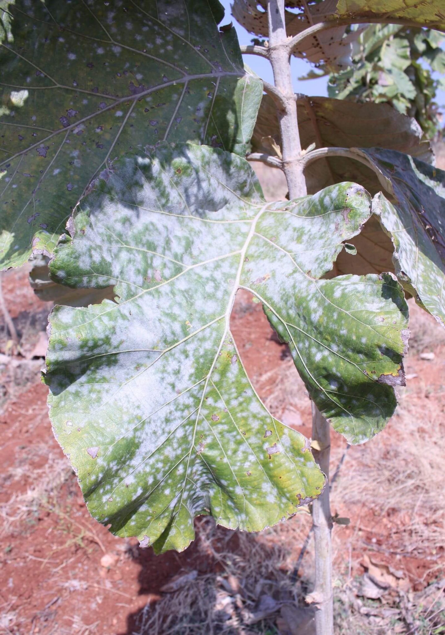 Powdery mildew control: identification, prevention & treatment tips