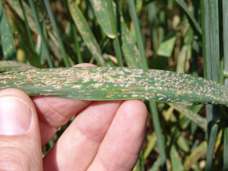 Powdery mildew control: identification, prevention & treatment tips
