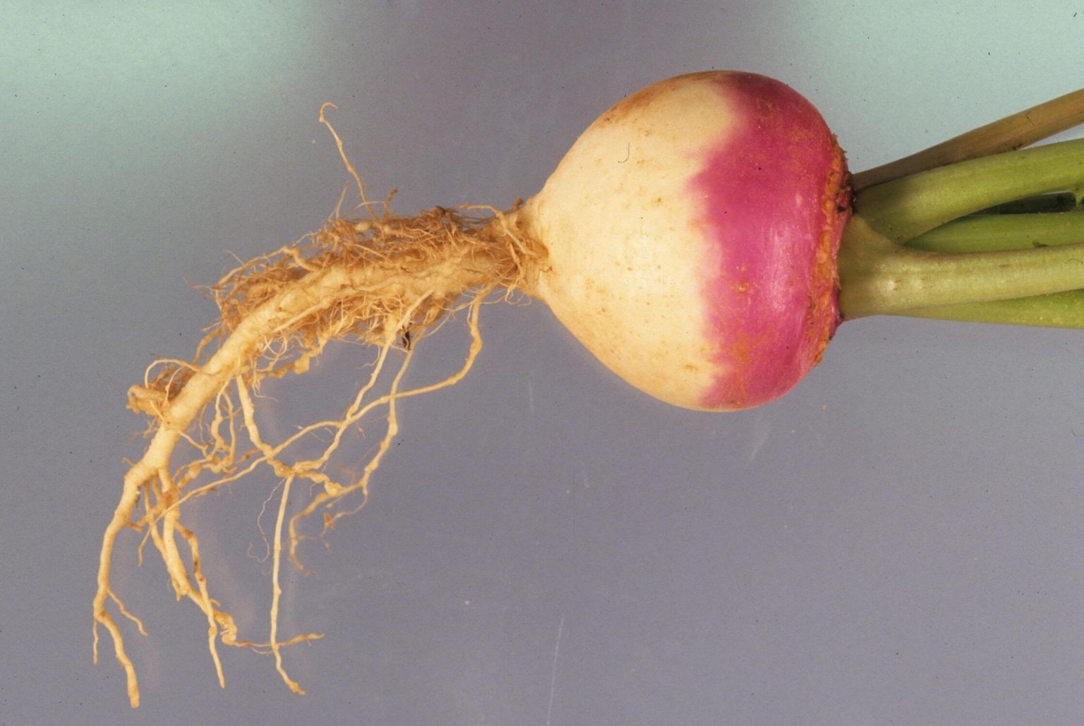 Root-knot nematodes: Impact, detection & sustainable control methods