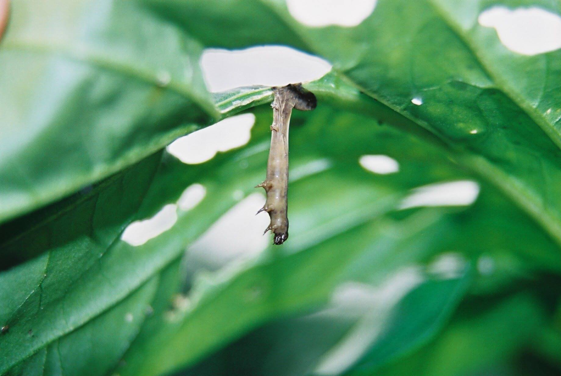 Biopesticidas a base de granulovirus: uso, modo de acción y beneficios