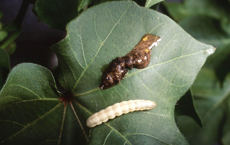 Granulovirus-based biopesticides: use, mode of action and benefits