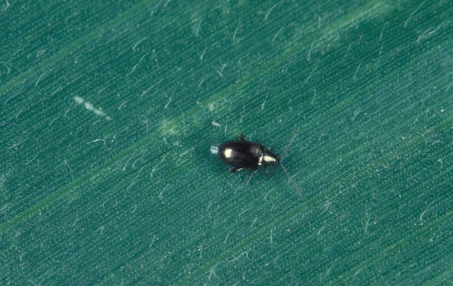 Top maize pests and effective management strategies