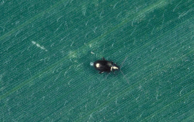 Top maize pests and effective management strategies