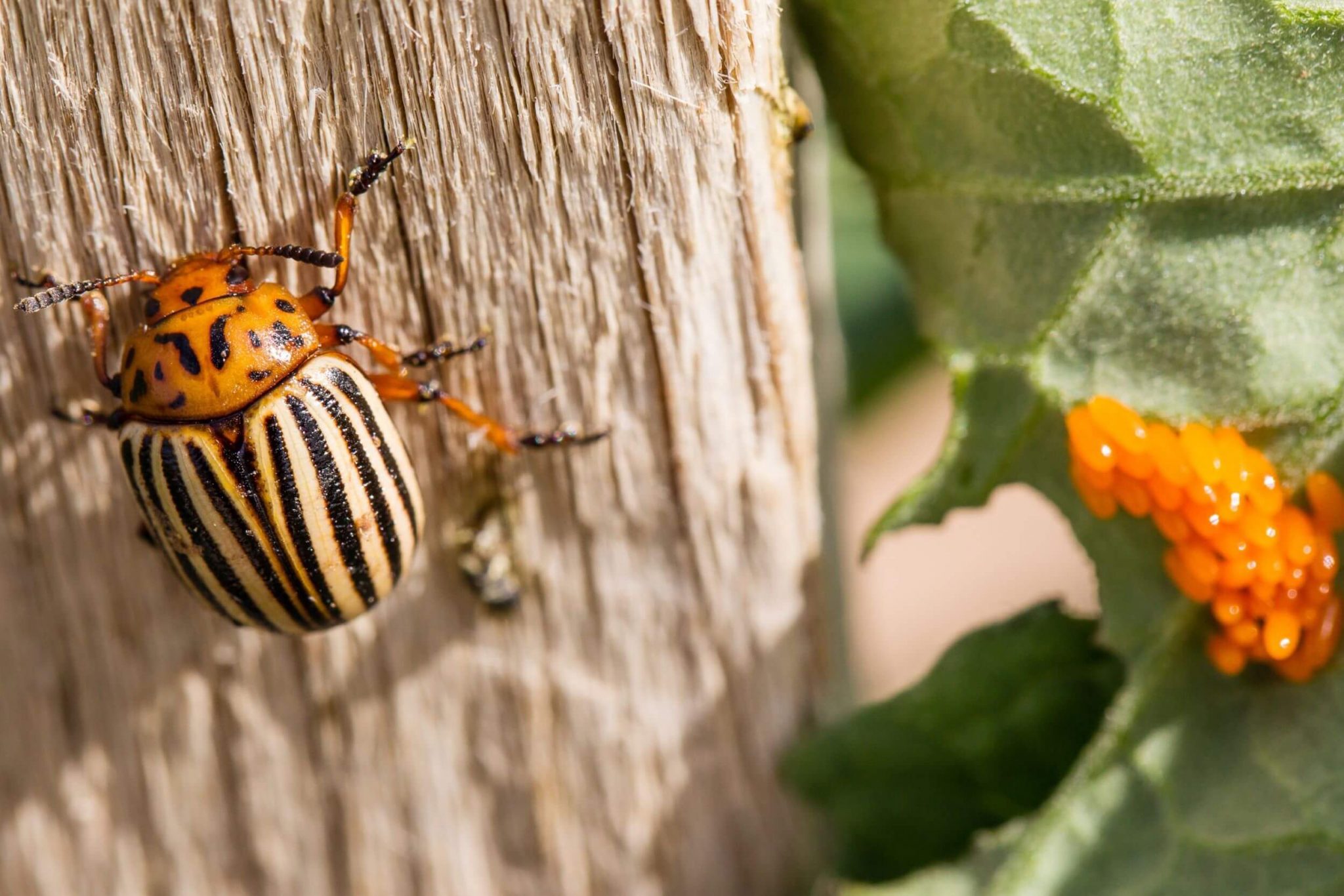 A guide to managing potato pests with biocontrol