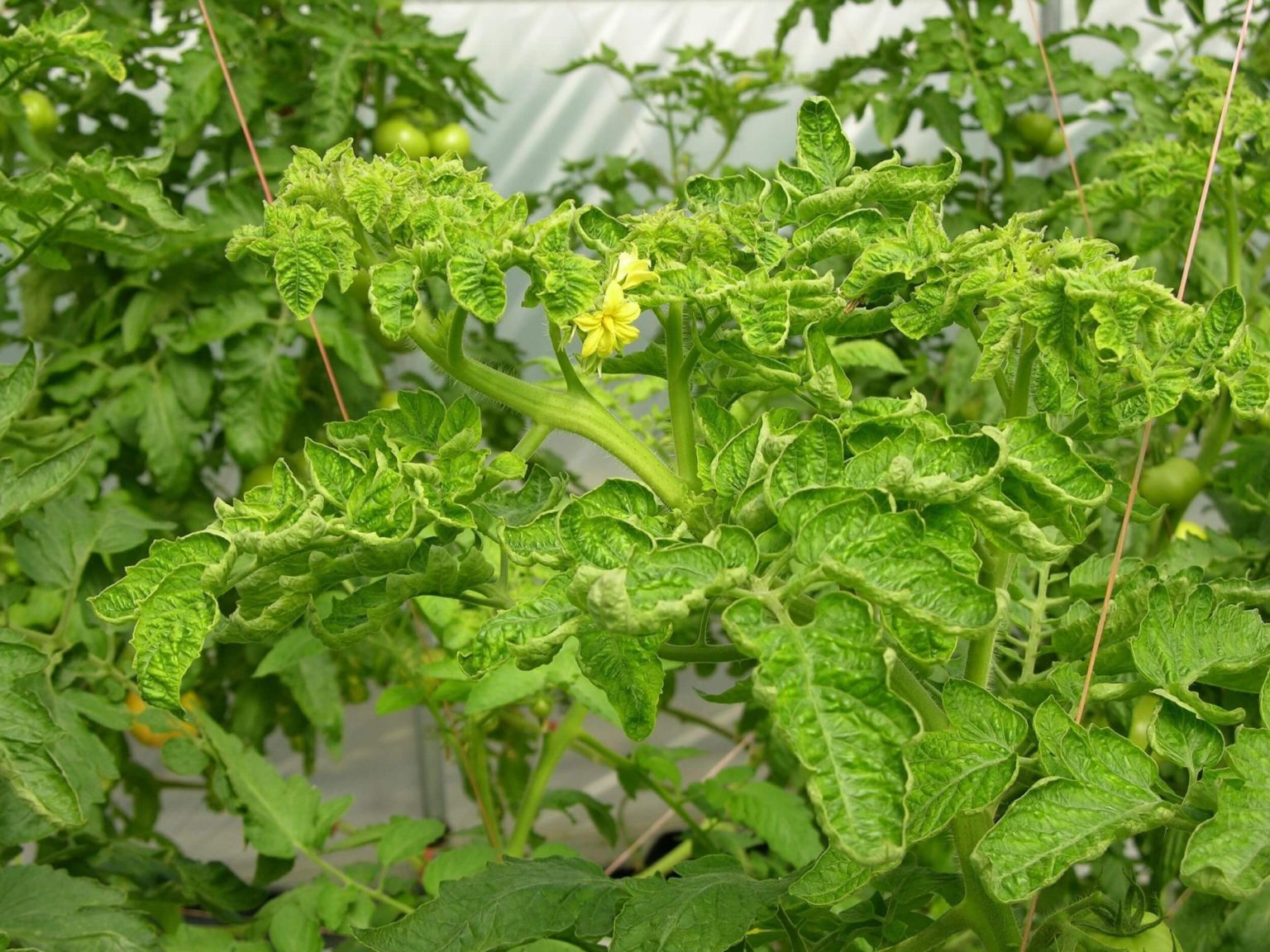 Protect your tomato crop: Top pest threats and control solutions