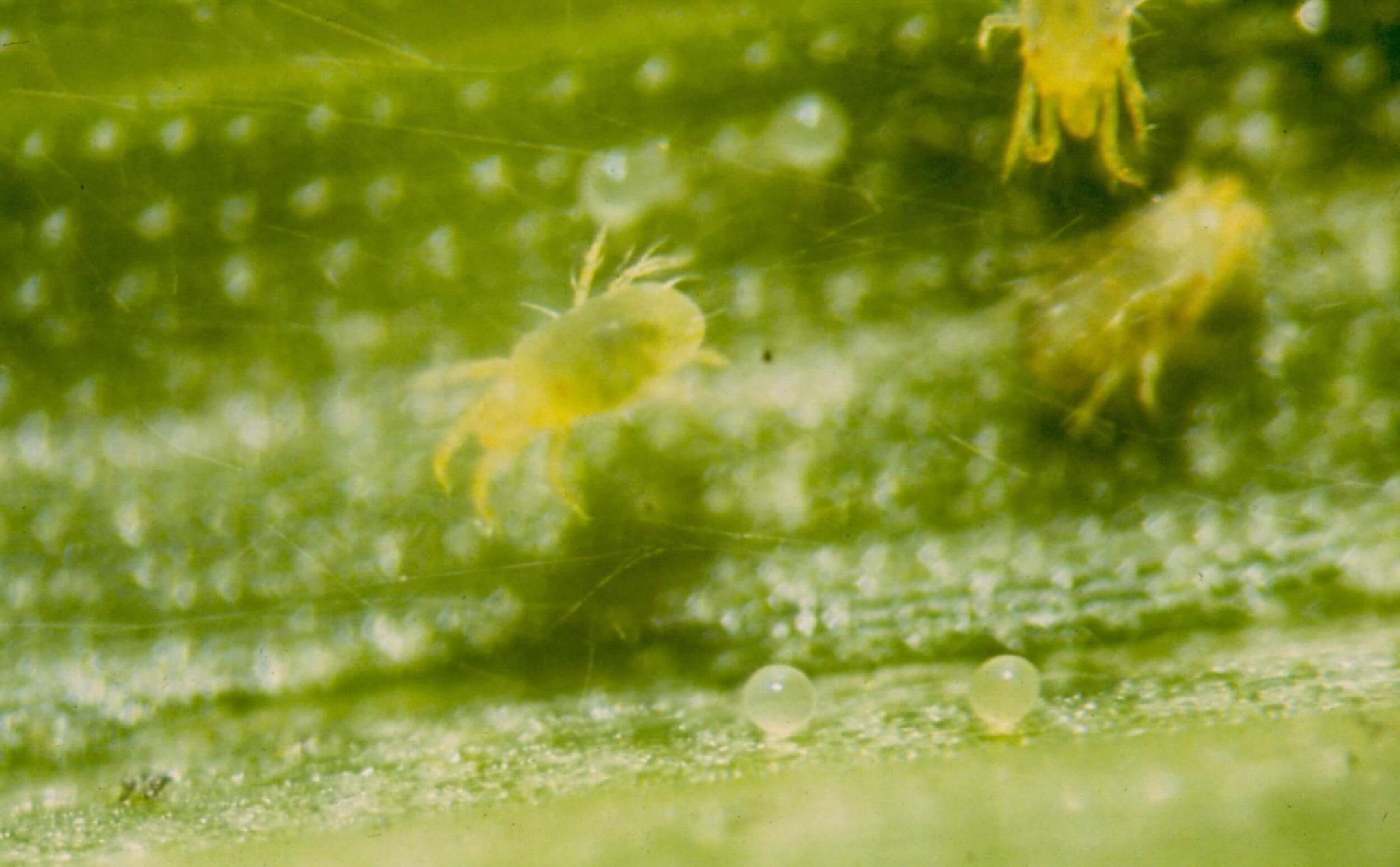 Top maize pests and effective management strategies