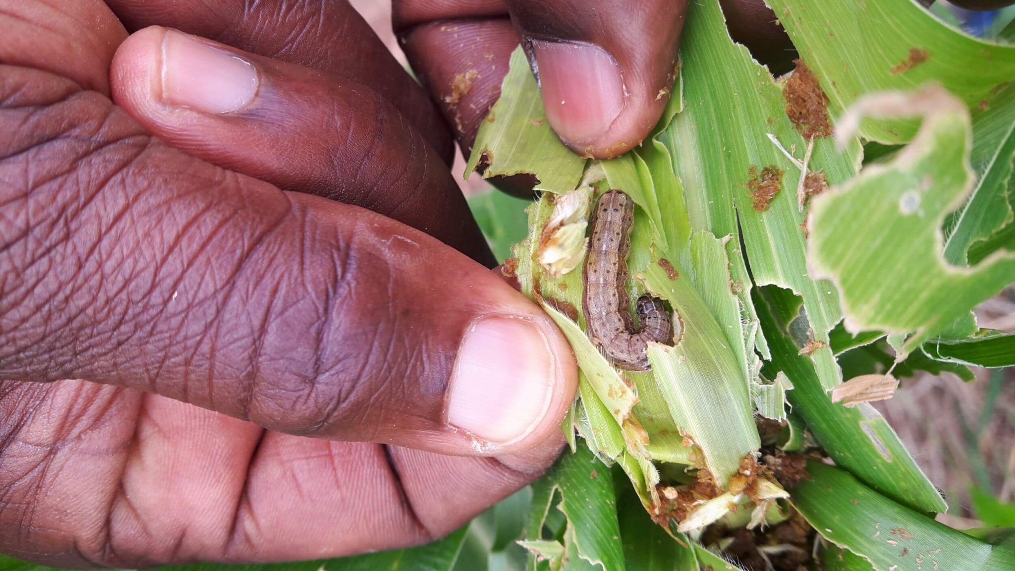 Top maize pests and effective management strategies