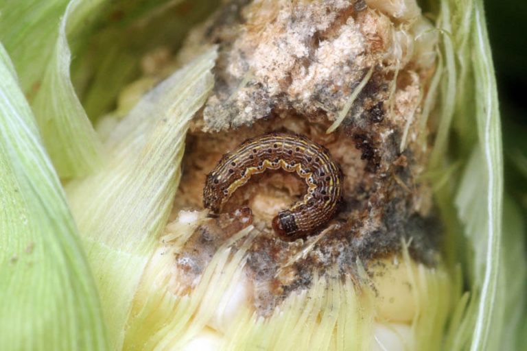 Top maize pests and effective management strategies