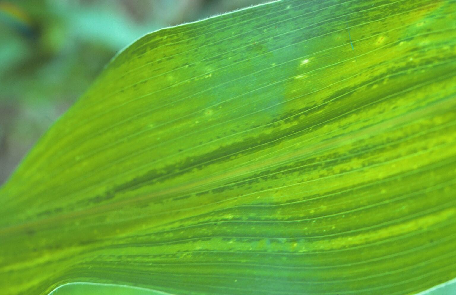 Top maize pests and effective management strategies