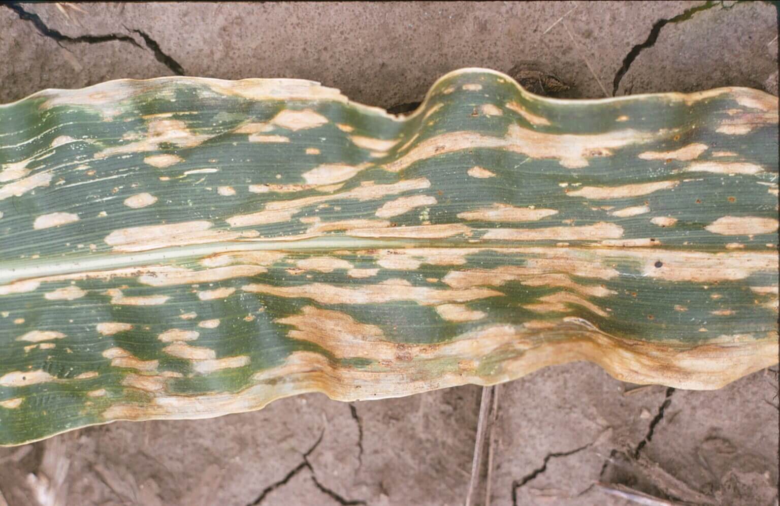 Top maize pests and effective management strategies