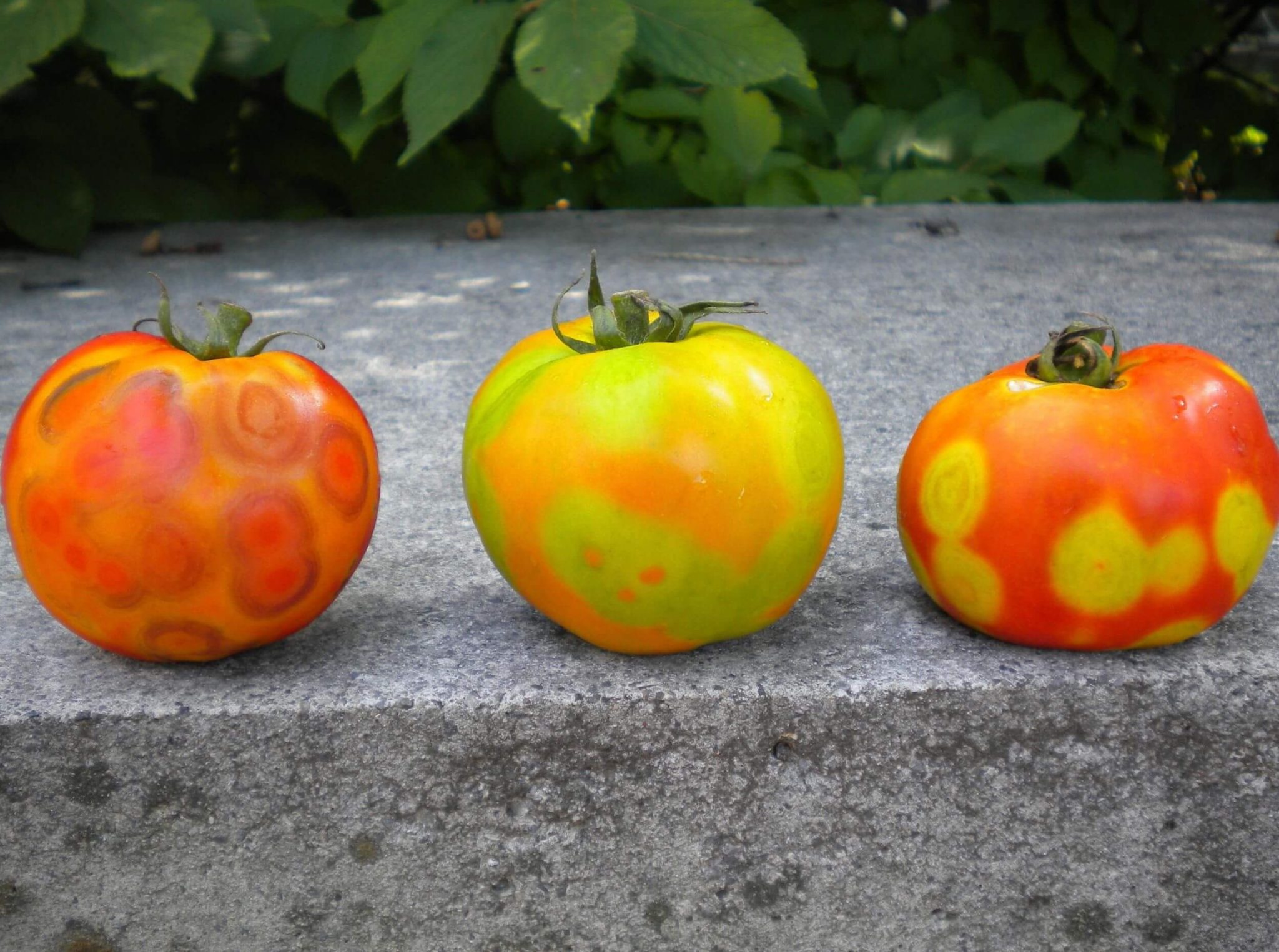 Protect your tomato crop: Top pest threats and control solutions