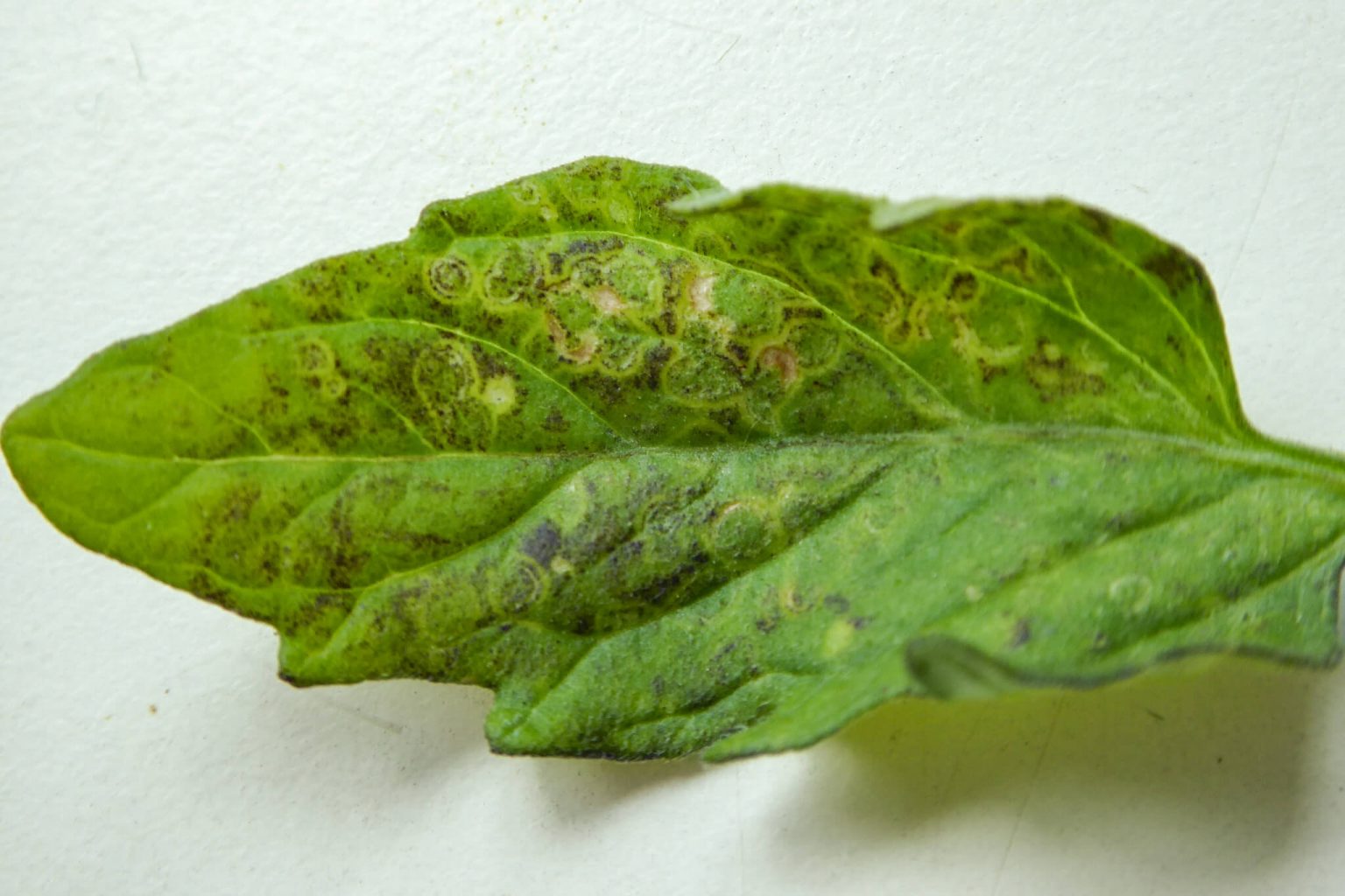 Protect your tomato crop: Top pest threats and control solutions