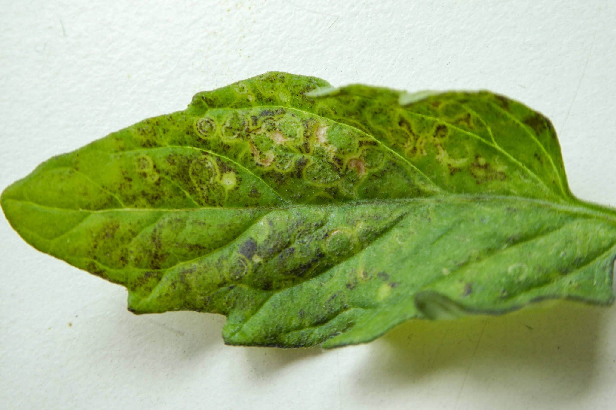 Protect your tomato crop: Top pest threats and control solutions