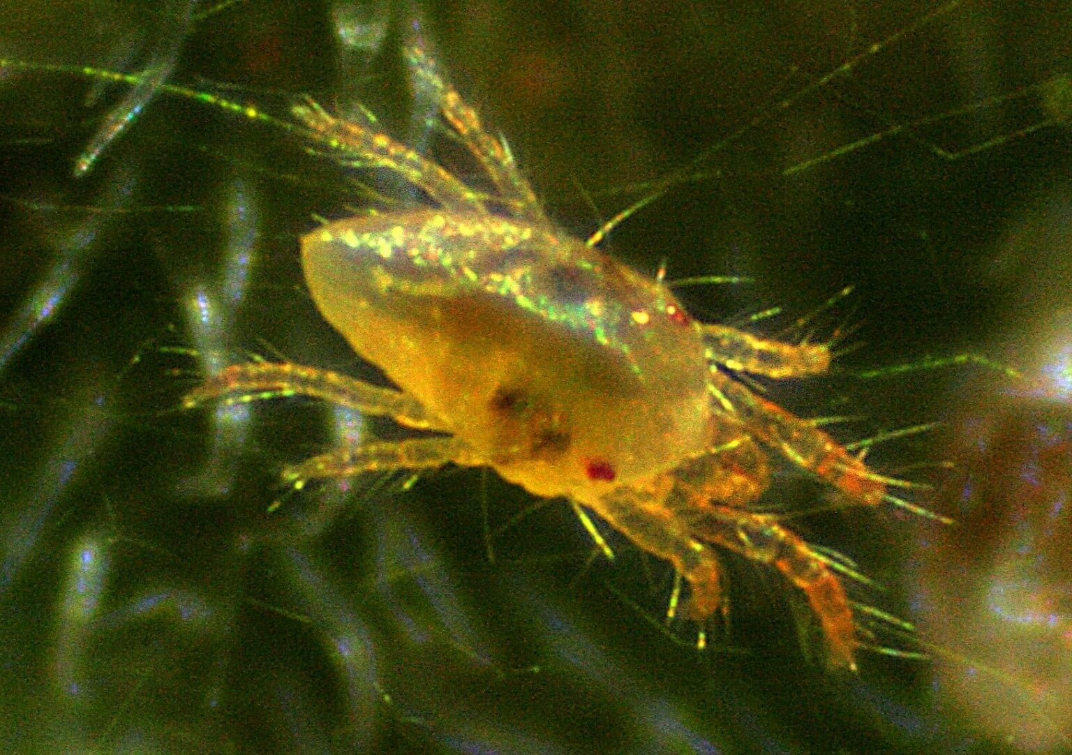 Principaux ravageurs du maïs et stratégies de gestion efficaces