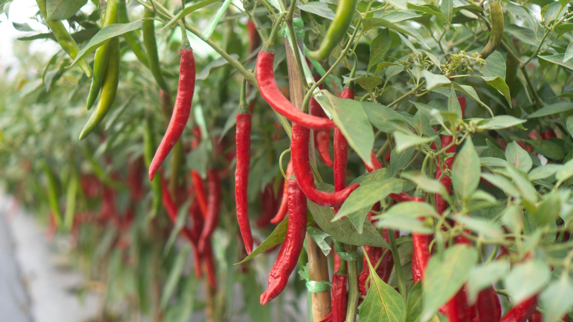 Chilli Pepper Crops: Pests, Diseases, and How to Control Them