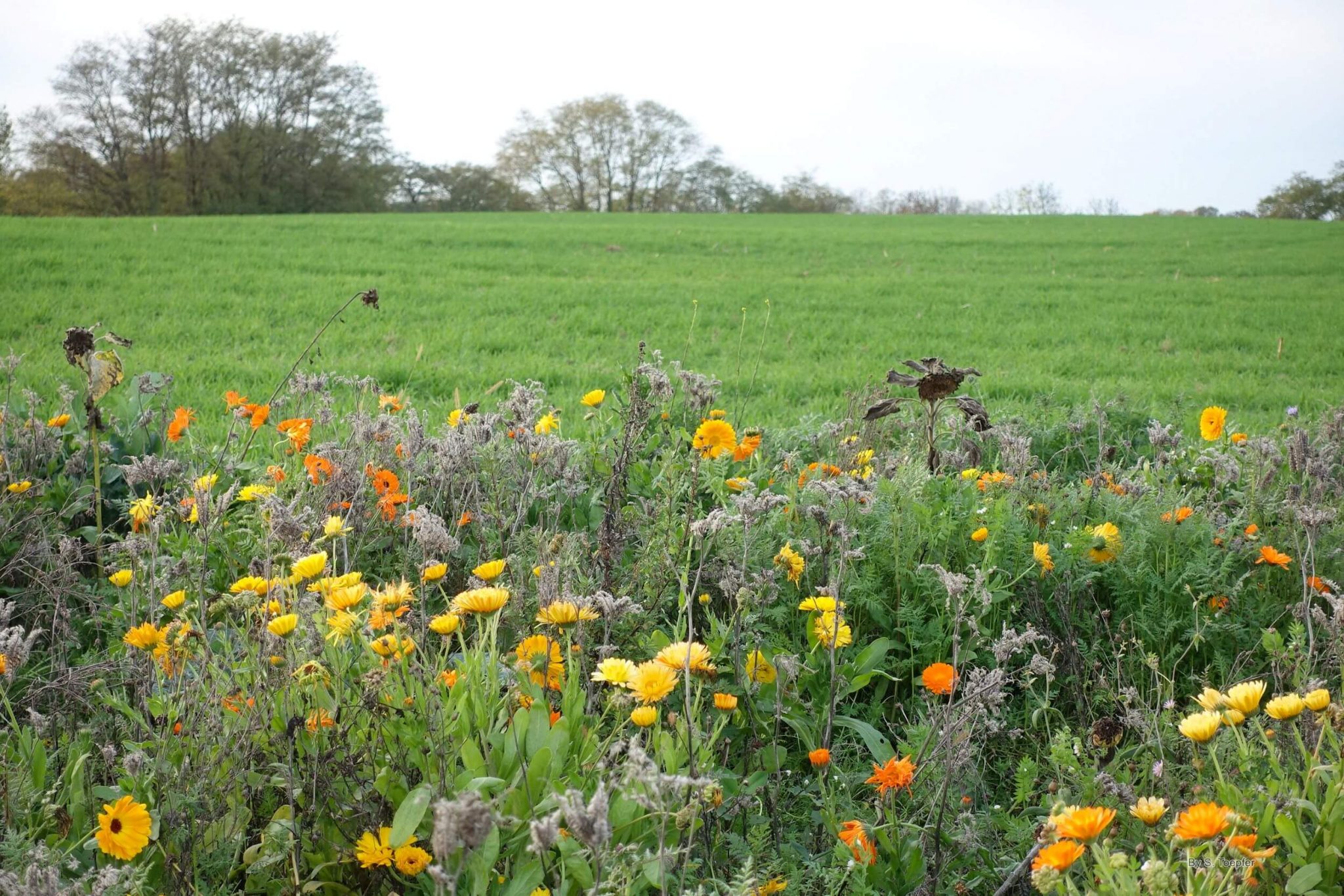 How to protect biodiversity with biocontrol