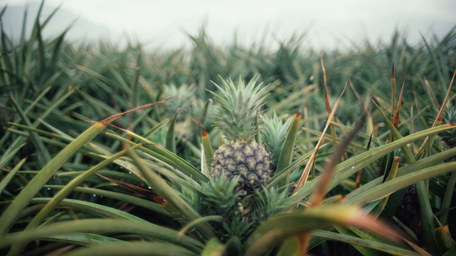 Pineapple Pest Management: How to Identify & Control Pests