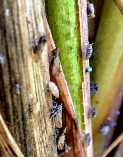 How to identify and control common rice crop pests