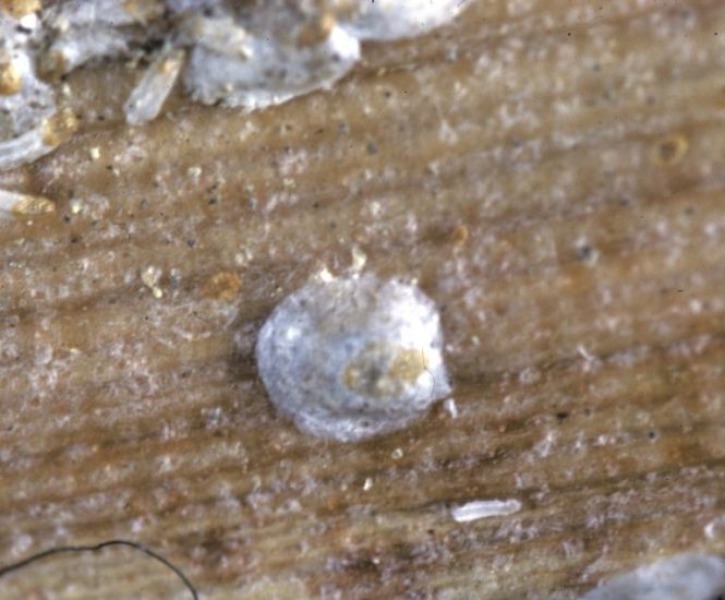 Pineapple Pest Management: How to Identify & Control Pests