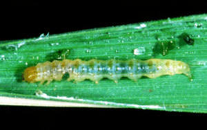 How to identify and control common rice crop pests