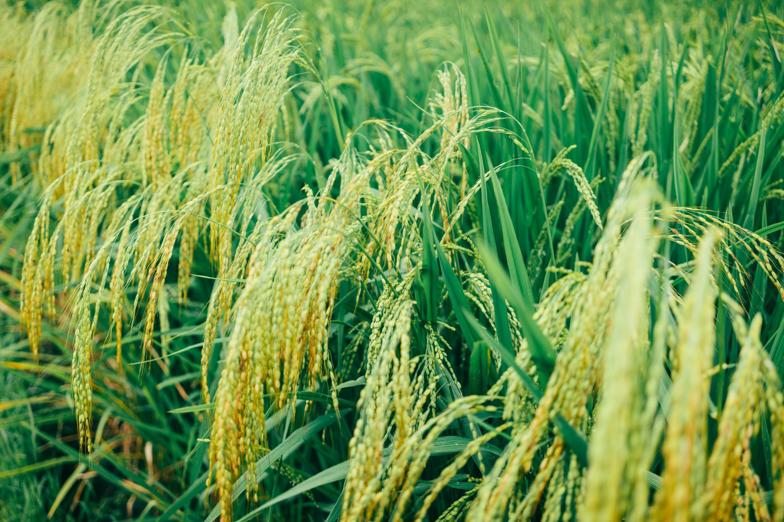 How to identify and control common rice crop pests