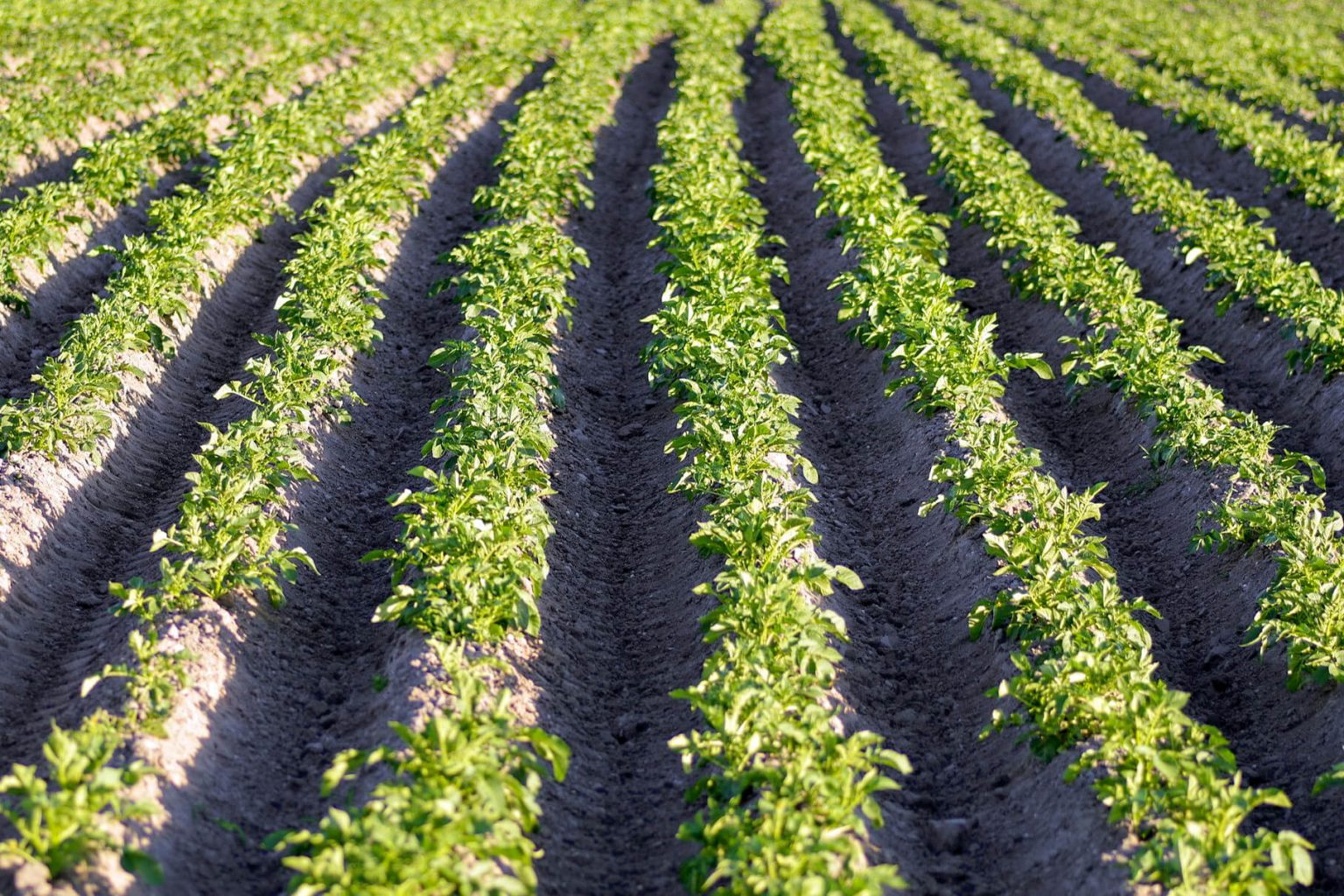 Late blight: symptoms, cycle & control methods