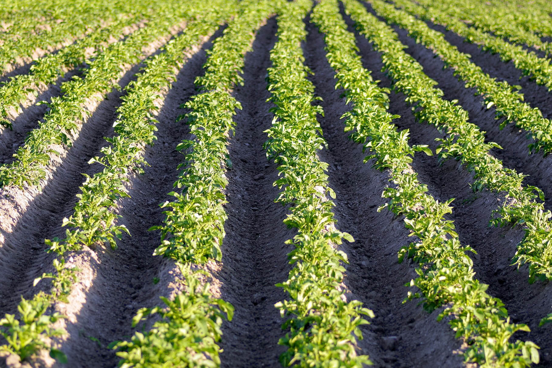 Late blight: symptoms, cycle & control methods