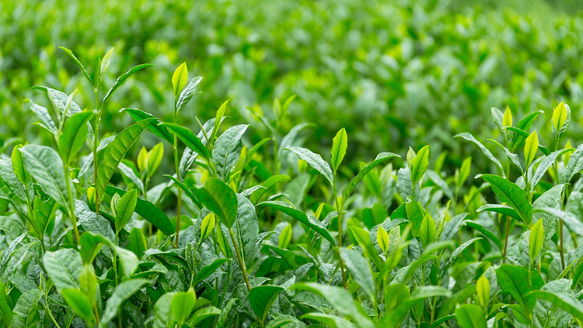 Common Tea Plant Pests and How to Manage Them