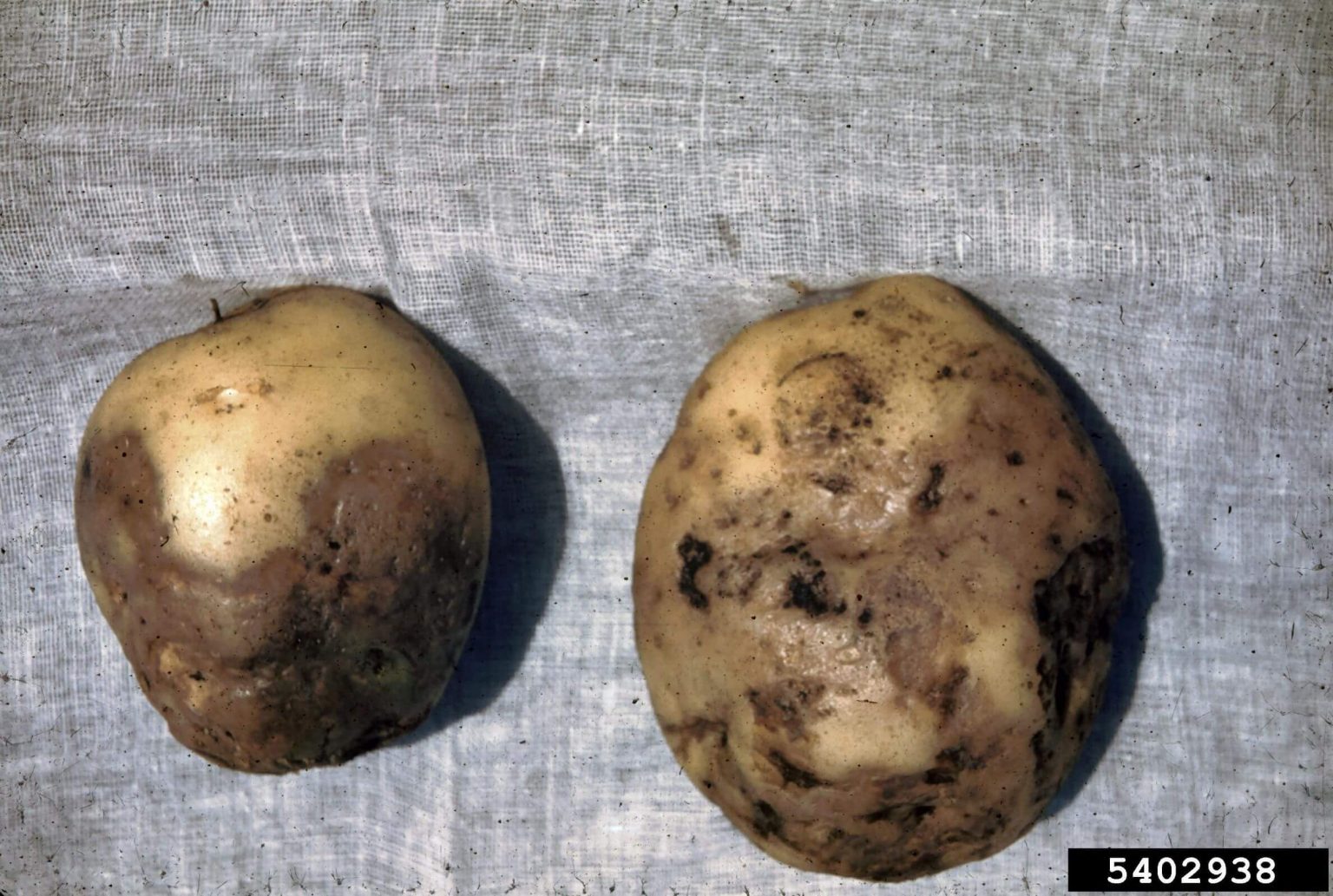 Late blight: symptoms, cycle & control methods