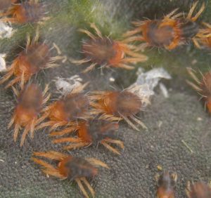 Common Tea Plant Pests and How to Manage Them