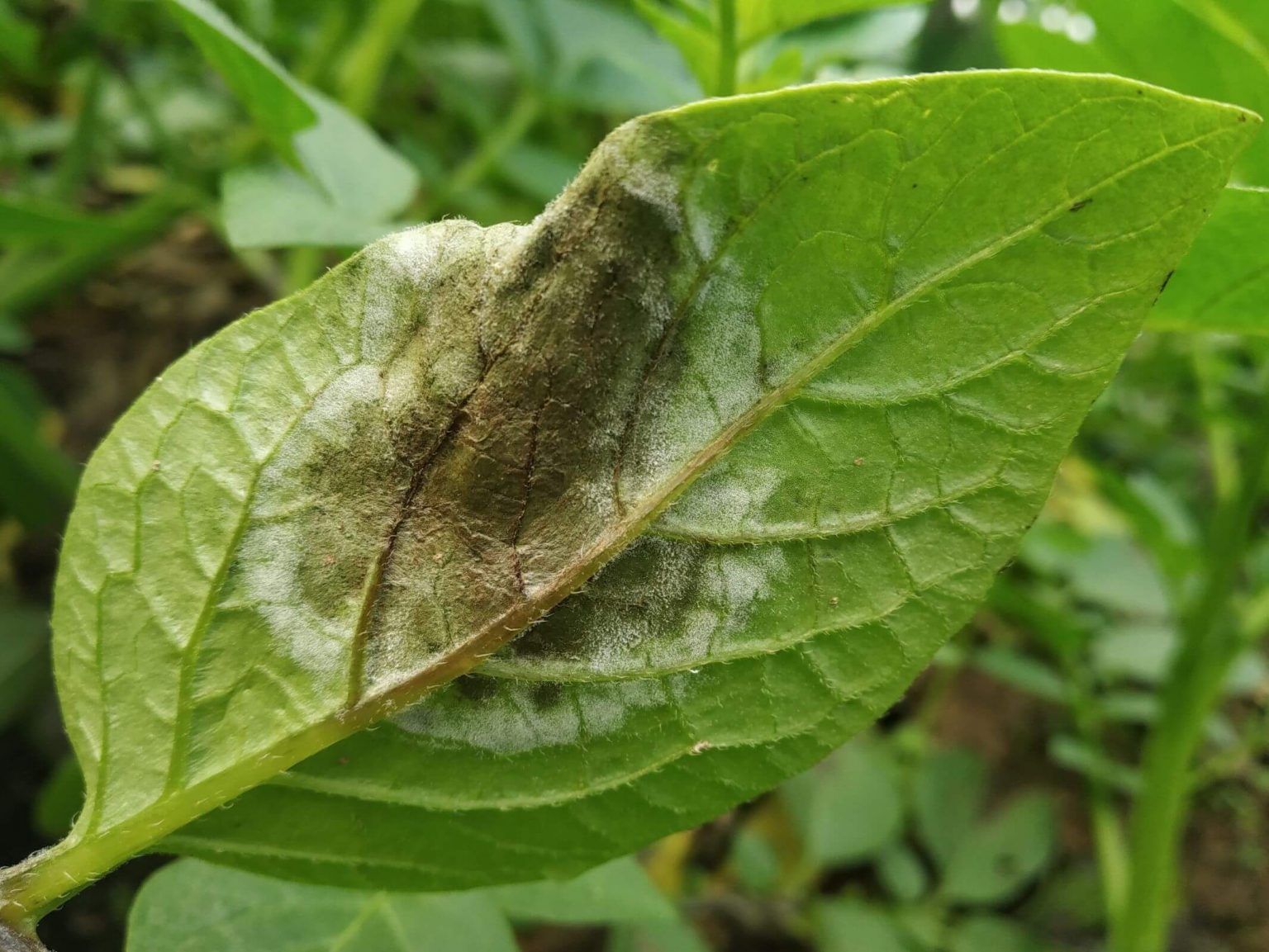 Late blight: symptoms, cycle & control methods