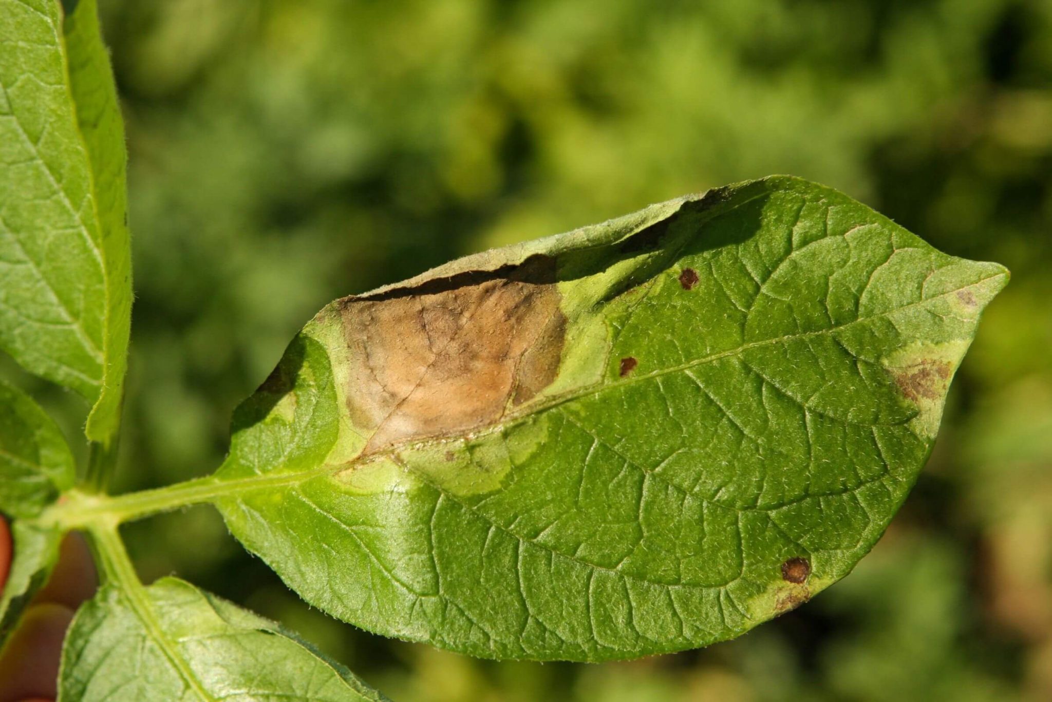 Late blight: symptoms, cycle & control methods
