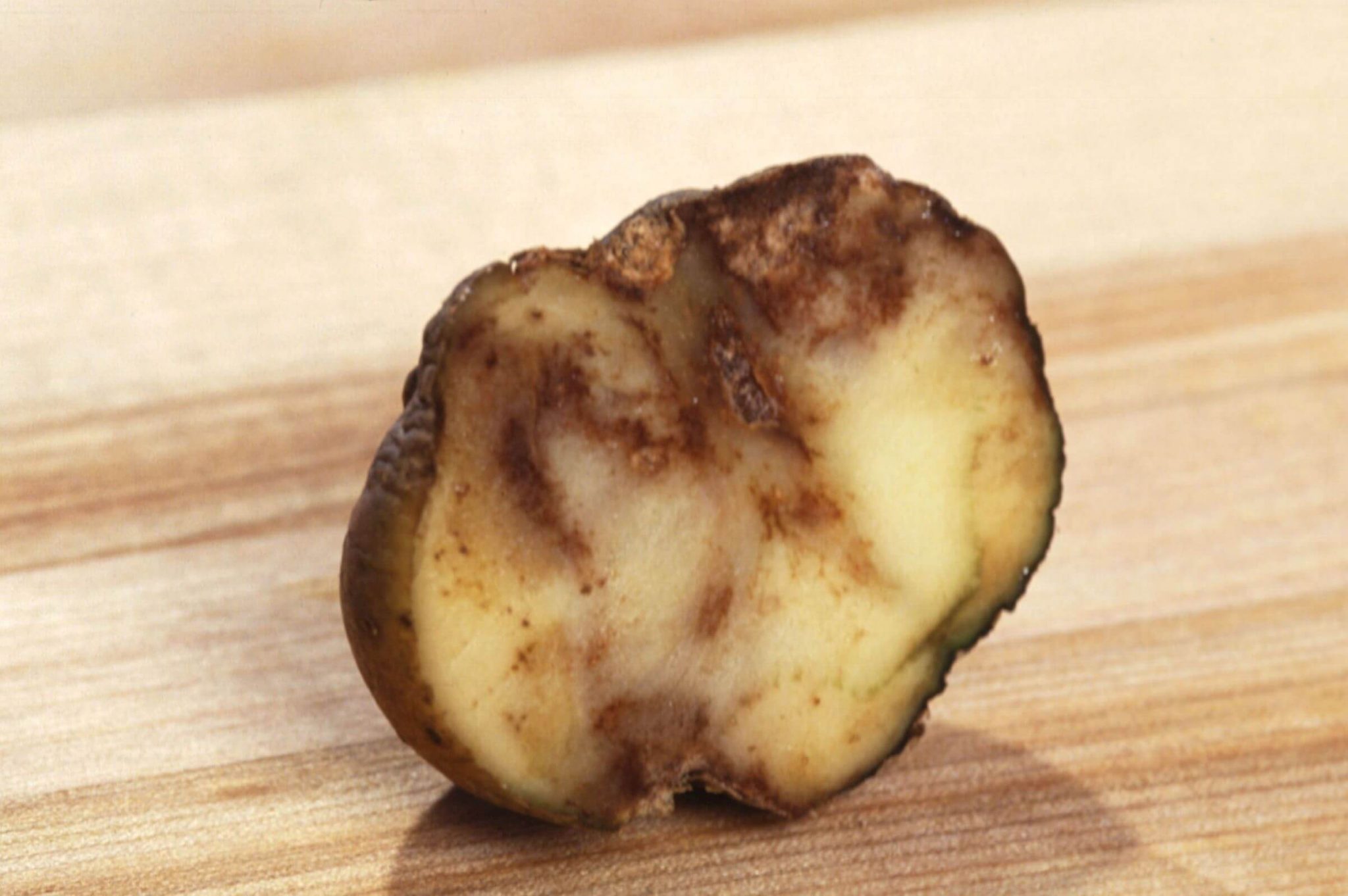 Late blight: symptoms, cycle & control methods